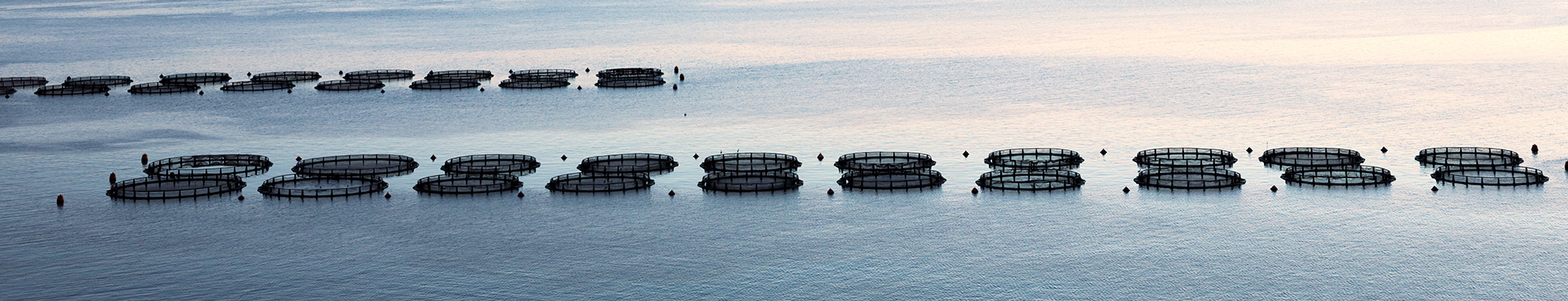 High-Quality Pumps Help Fish Farms Handle Growth | DESMI - Proven ...