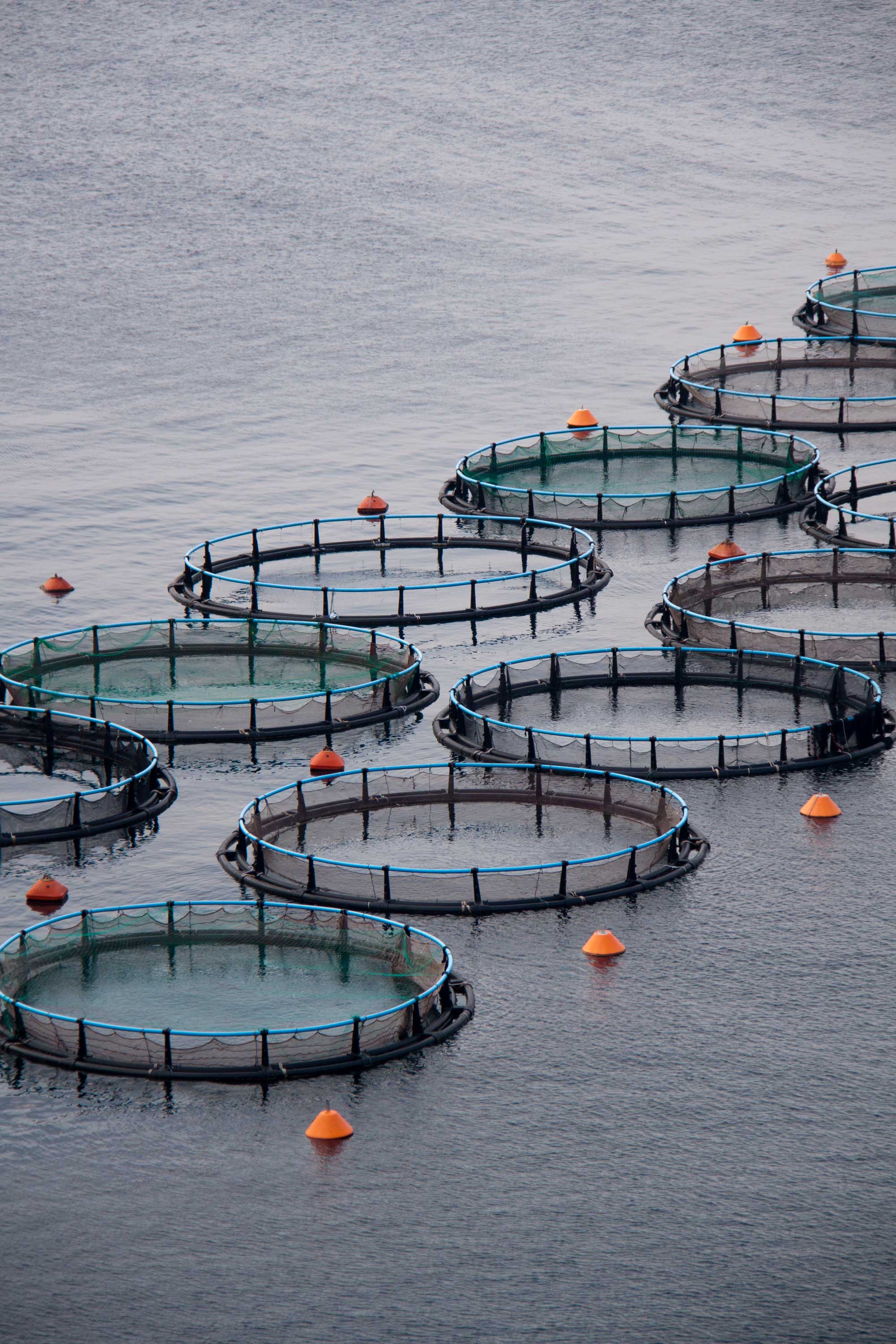 High-Quality Pumps Help Fish Farms Handle Growth | DESMI - Proven ...